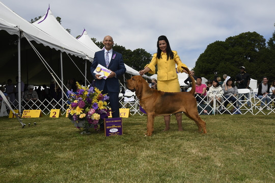 Flessner’s Toot My Own Horn Pedigree