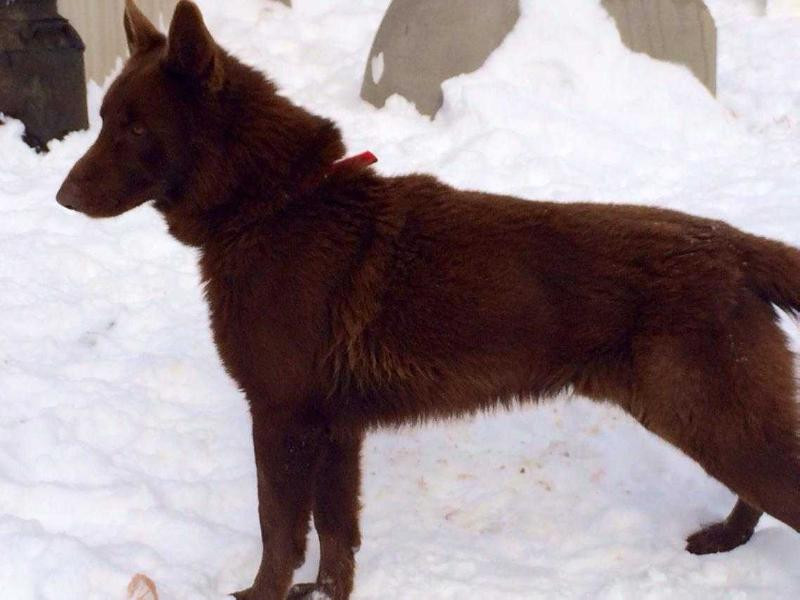 Sandrock Sean Thornton Pedigree