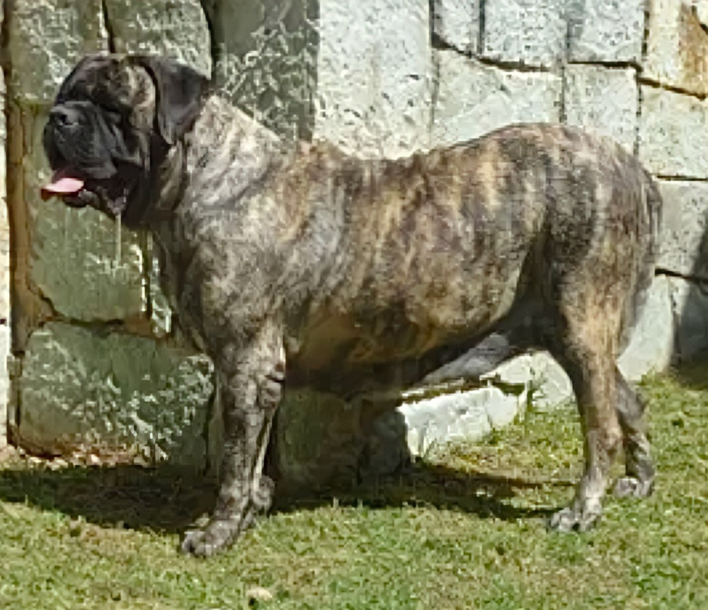 Tyron de la vallée des Mountches Pedigree
