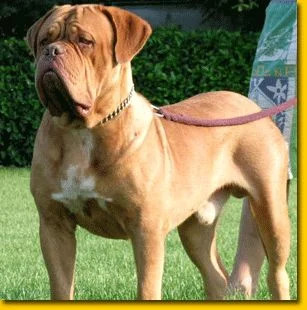 Dog's-Land Maestro Pedigree