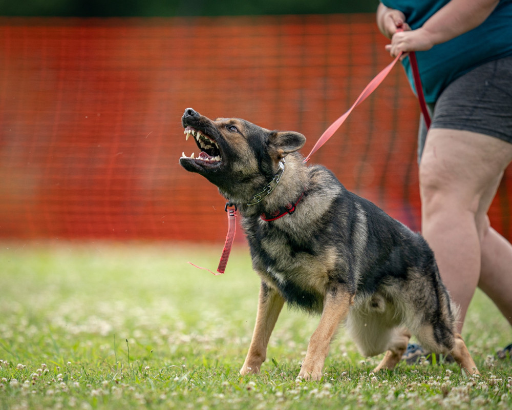 A Rhaegar Vom Hamundr Pedigree