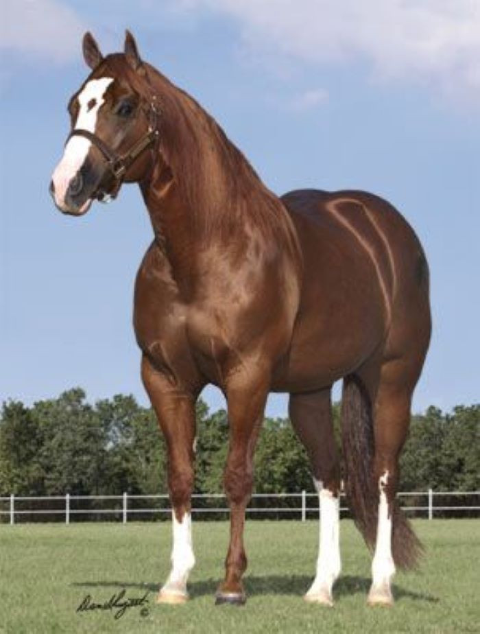 Blackish Quarter Horse