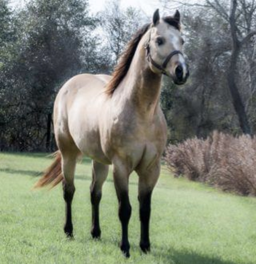 Sun Frost Quarter Horse