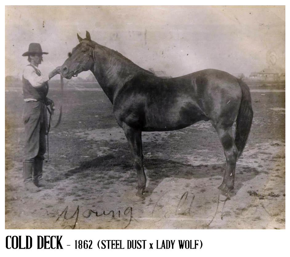 Playgun Quarter Horse