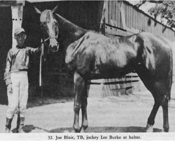 Joak Quarter Horse